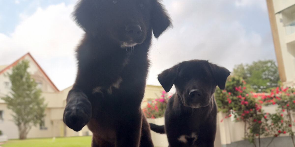 Scared Foster Puppies Love Their Golden Retriever Grandpa - Videos ...