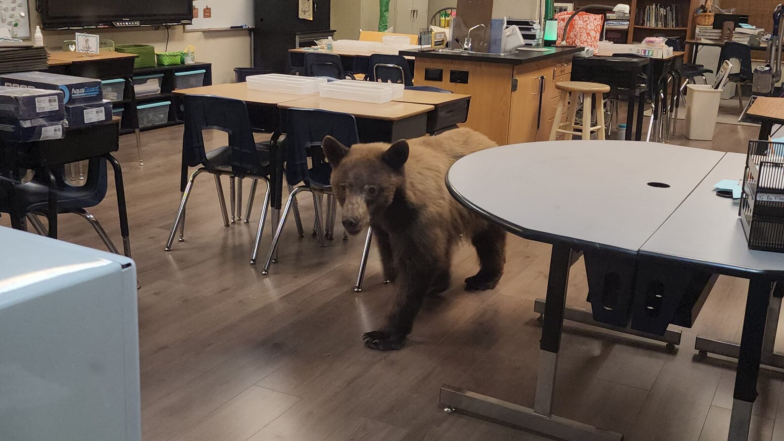 Bear Sneaks Into Teacher's Classroom And Learns A Lesson On Kindness ...