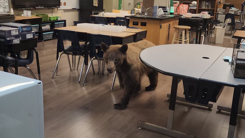 Bear Sneaks Into Teacher's Classroom And Learns A Lesson On Kindness ...