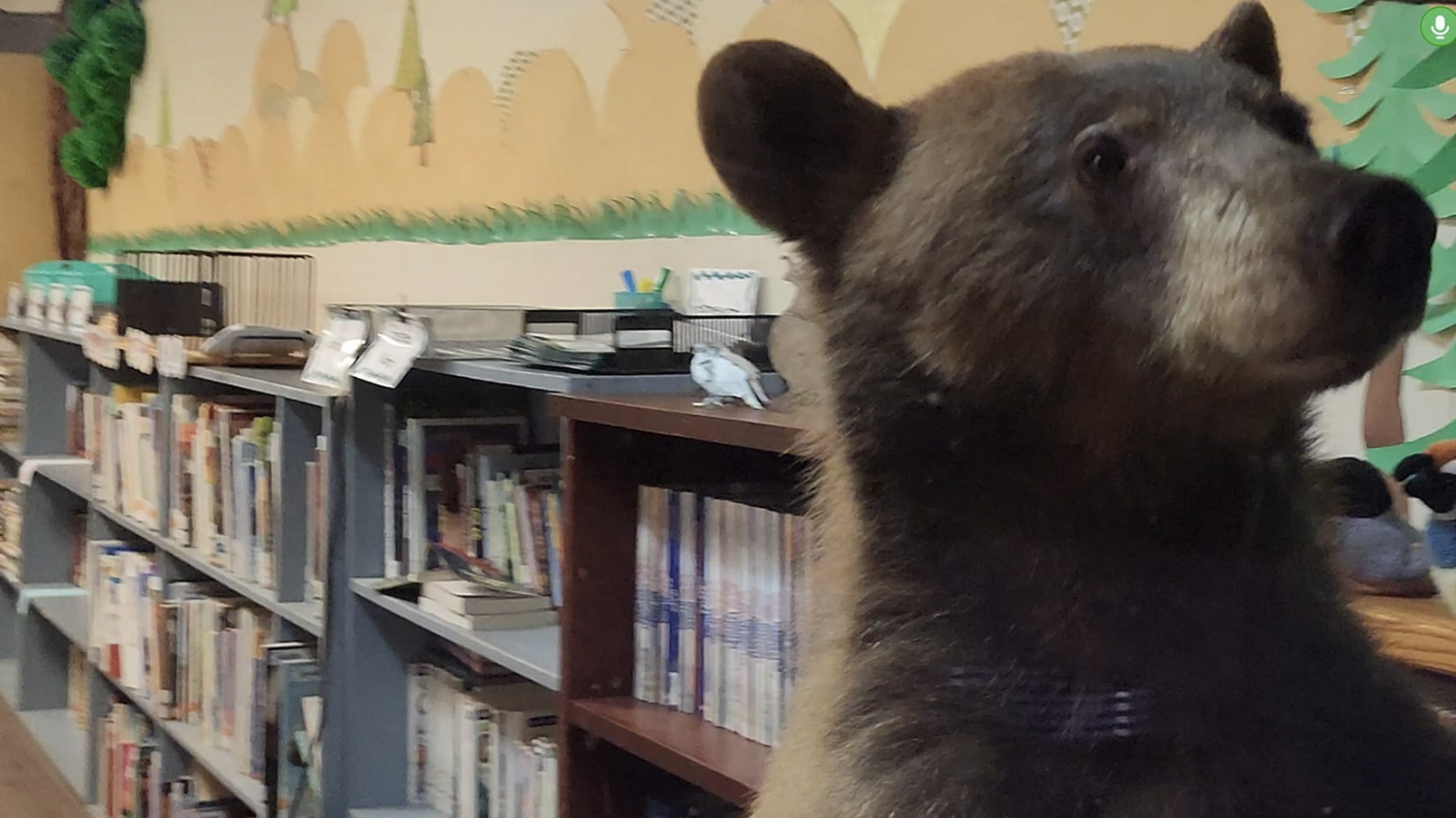 Bear Sneaks Into Teacher's Classroom And Learns A Lesson On Kindness ...