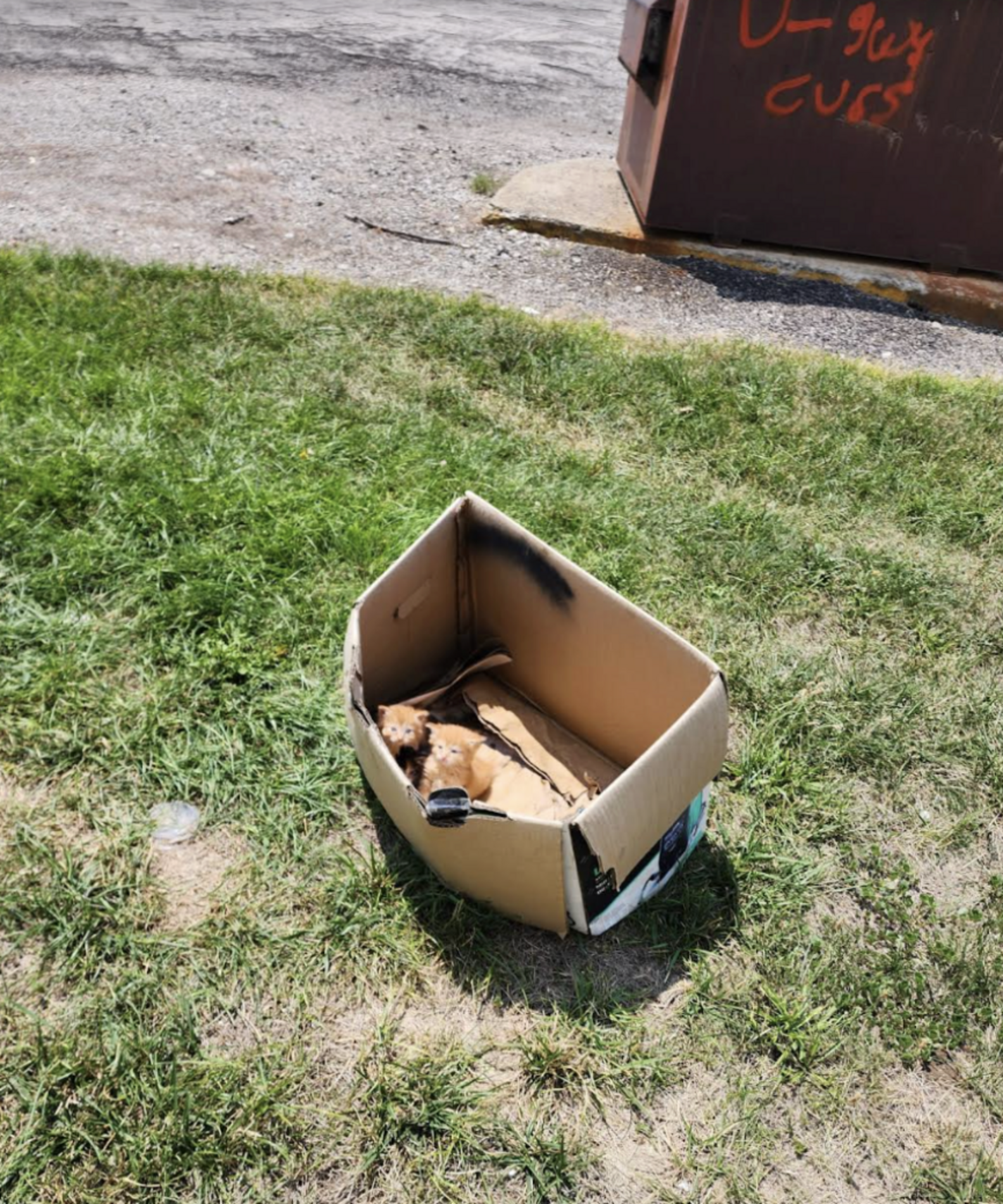 Man Hears Cries From Behind Dumpster And Finds Fuzzy Babies Waiting For ...