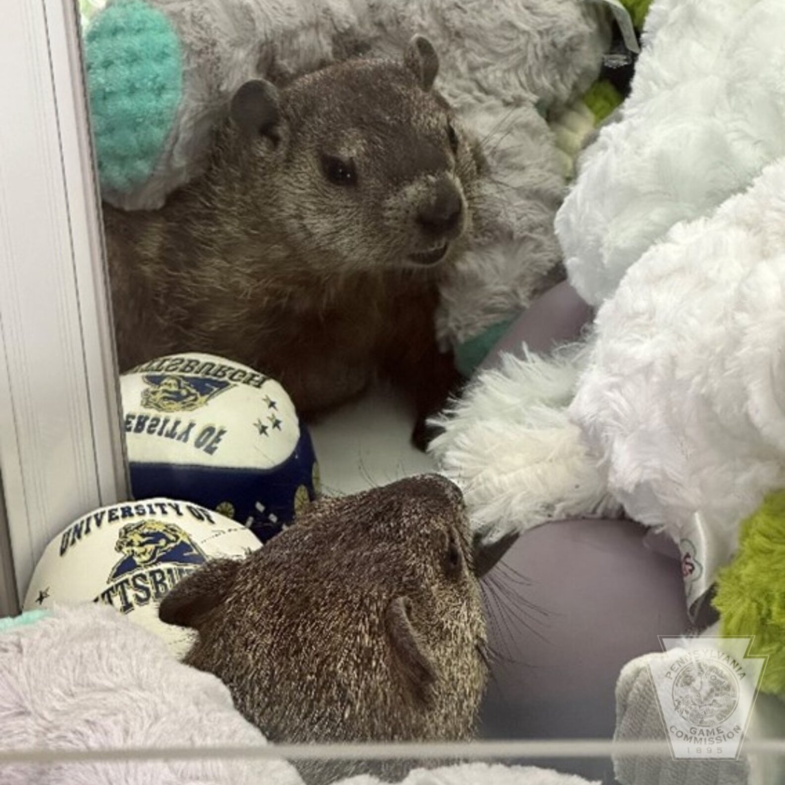 Girl Playing Claw Machine Notices One Of The Prizes Inside Is Moving ...