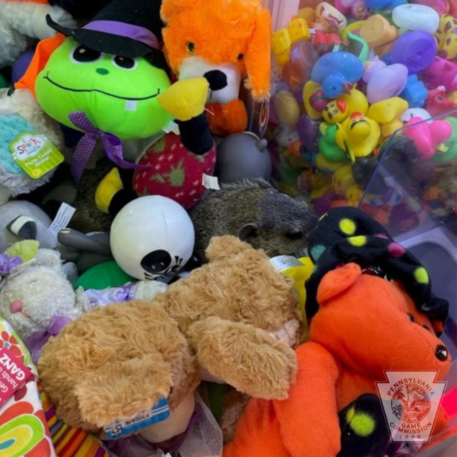 Girl Playing Claw Machine Notices One Of The Prizes Inside Is Moving ...