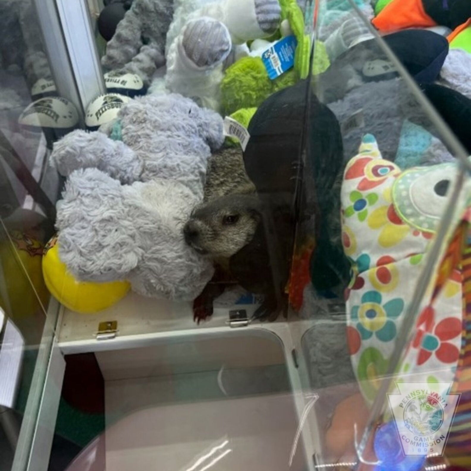 Girl Playing Claw Machine Notices One Of The Prizes Inside Is Moving ...