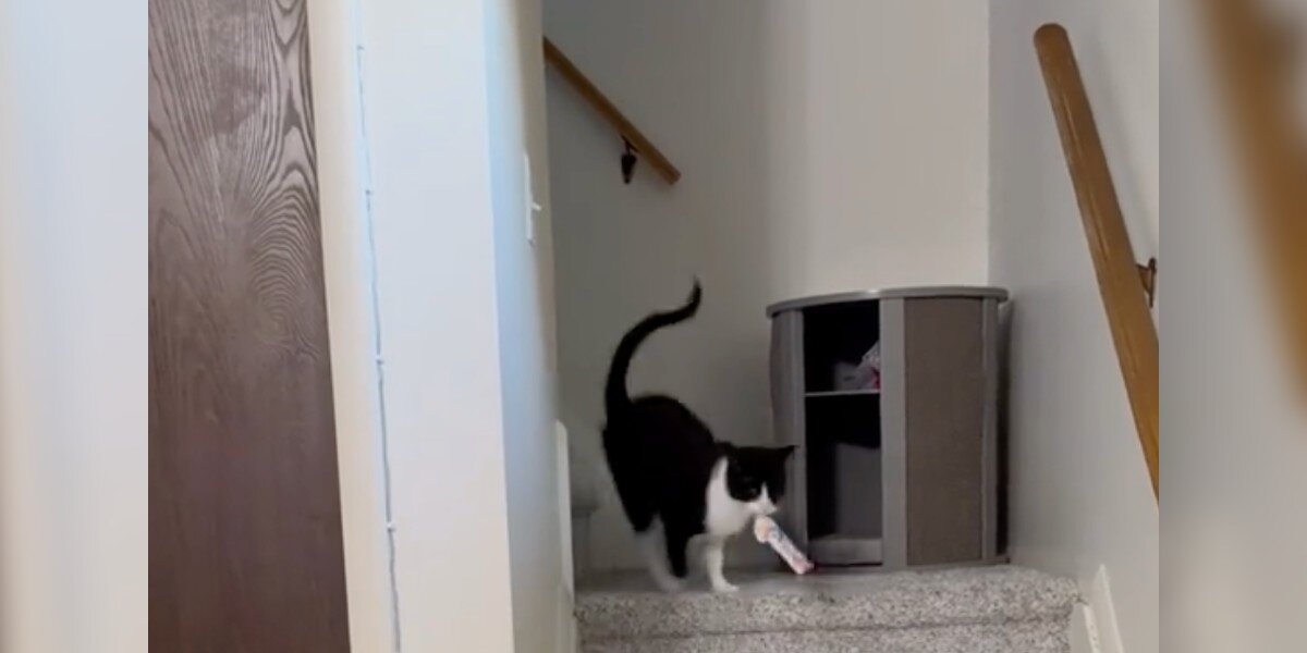 Helpful Cat Brings His Parents The Same Item Every Single Night - The Dodo