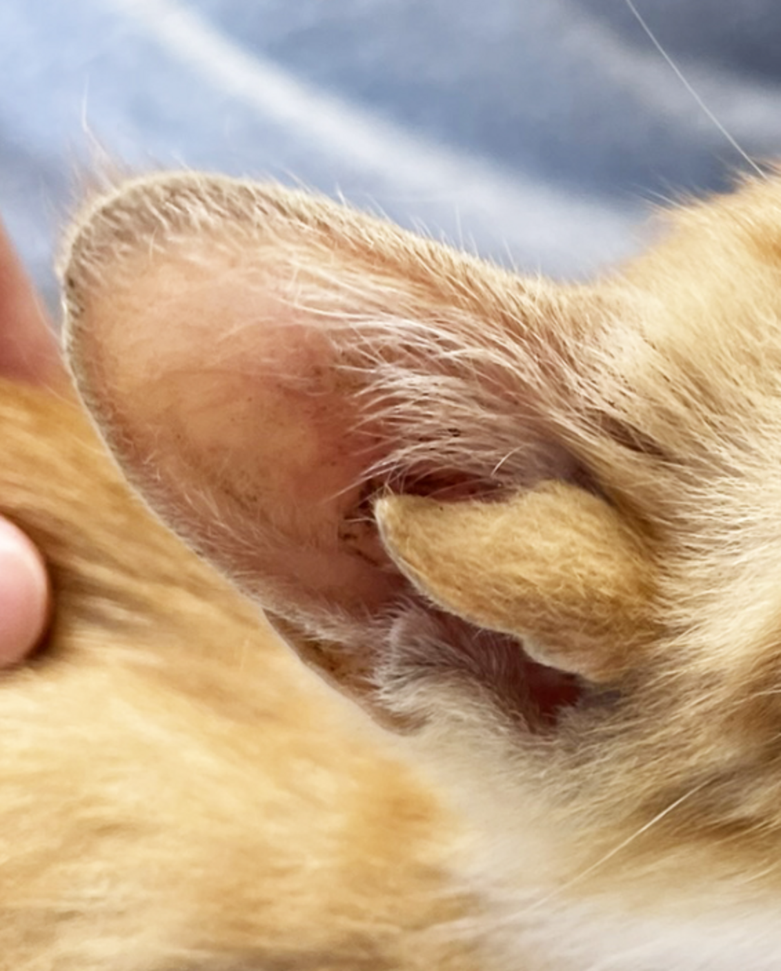 Stray Kitten Shows Up At Shelter With 'Extremely Rare' Mutation - The Dodo