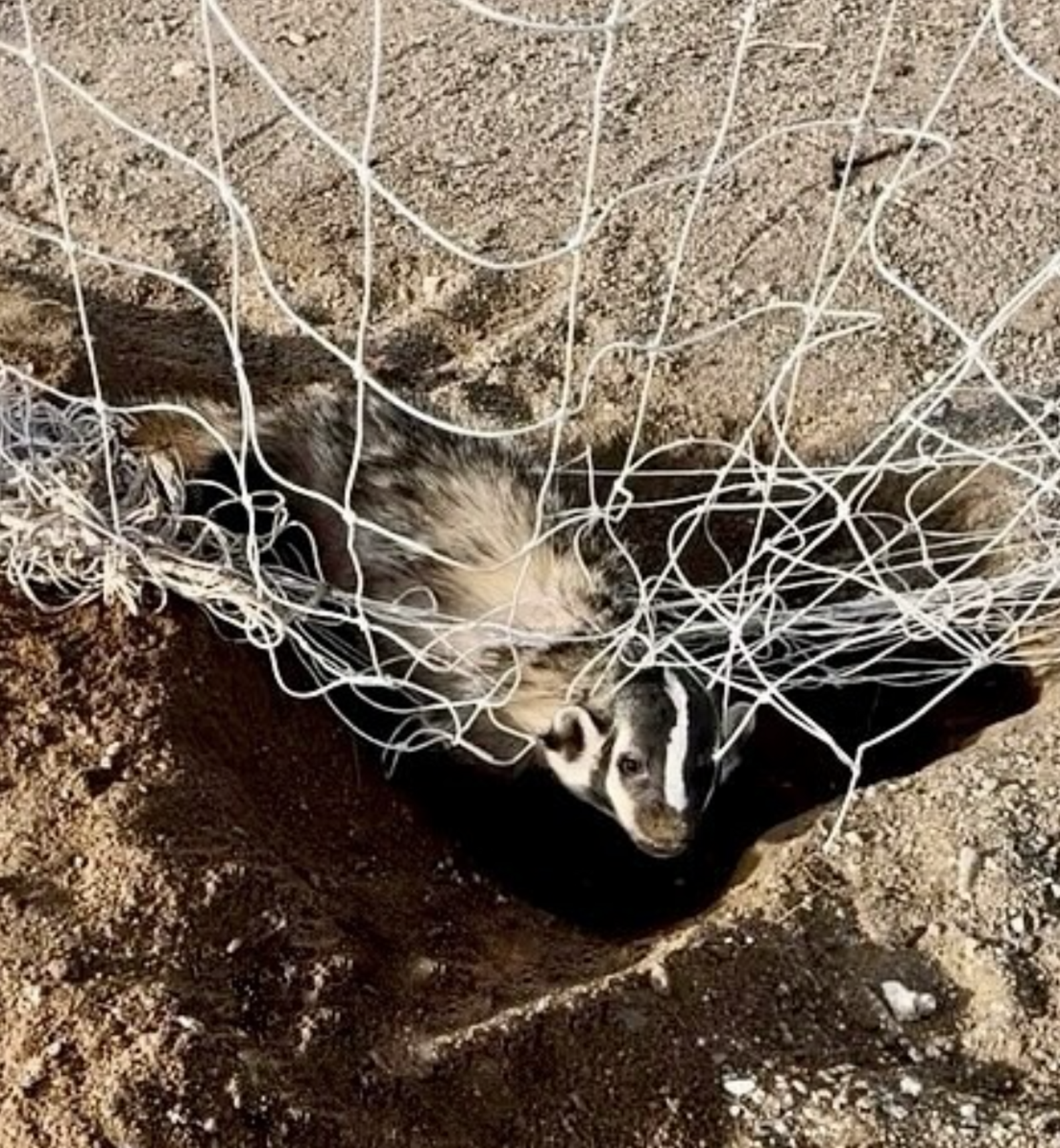 Rare Wild Animal Trapped In Soccer Net Locks Eyes With Rescuer - The Dodo