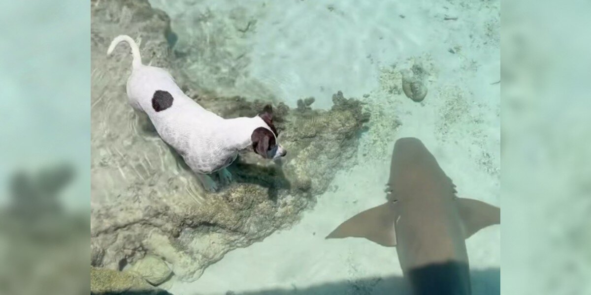 Little Dog Forms Remarkable Bond With A Friendly Wild Shark - The Dodo