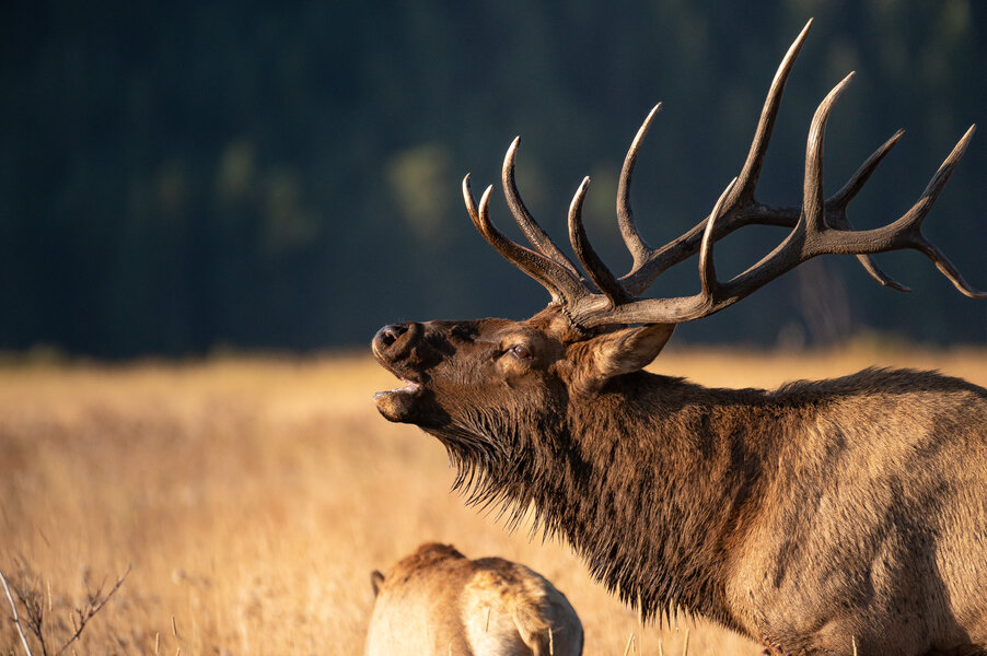 Elk Rutting Season in Rocky Mountain National Park Is Prime Entertainment - Thrillist