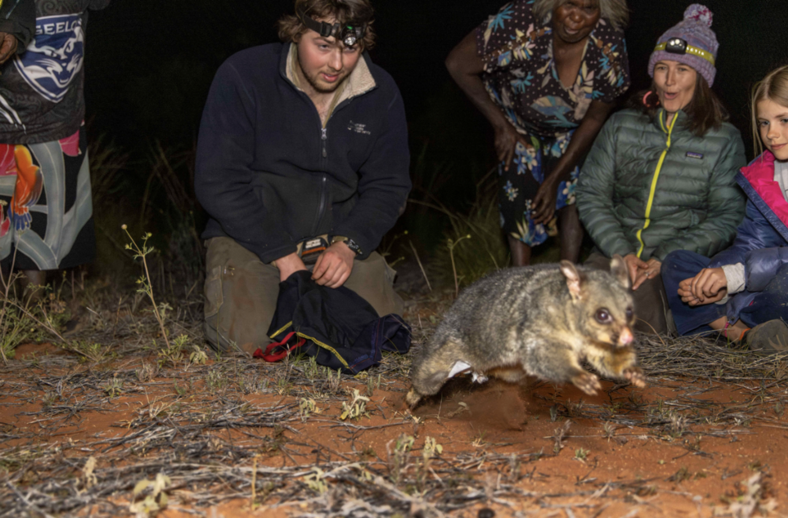 Researchers Release 40 Possums Into Desert For The Sweetest Reason ...