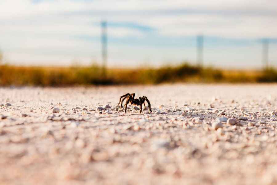 How to See the Annual Tarantula Trek Through Southeastern Colorado ...