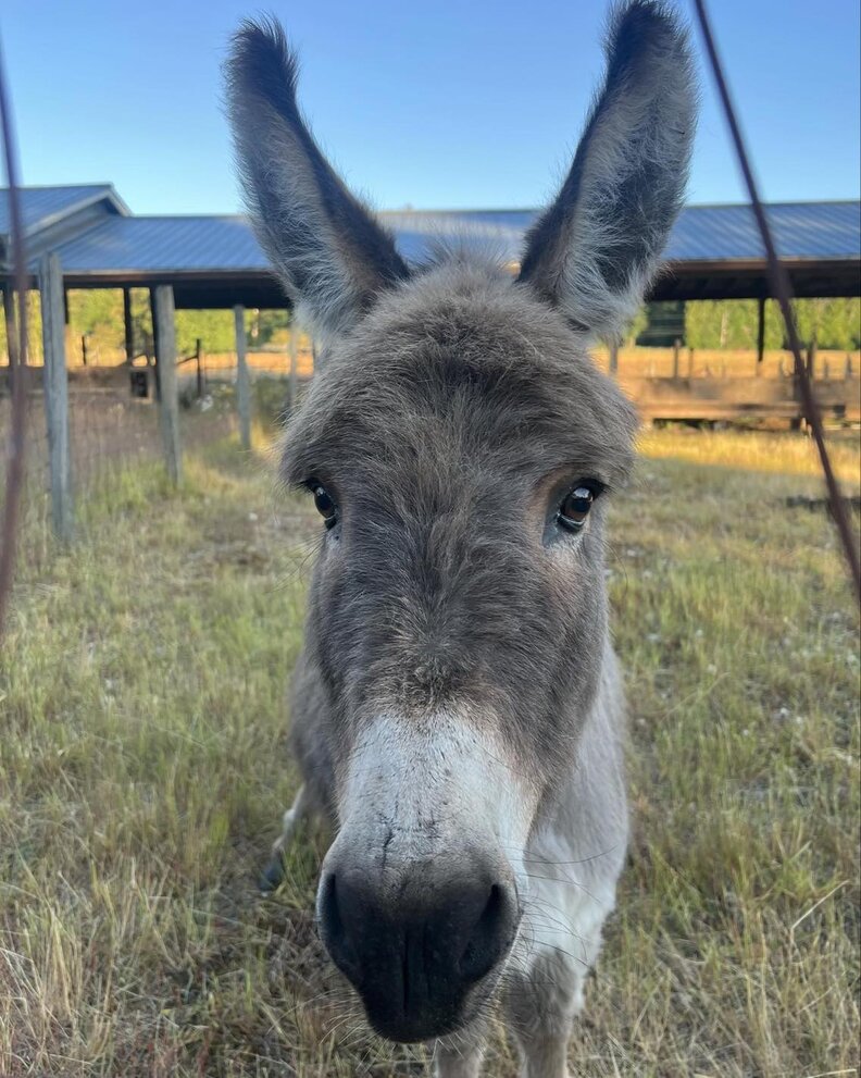 This Lonely Donkey's Beloved Ball Popped — Then Something Beautiful ...