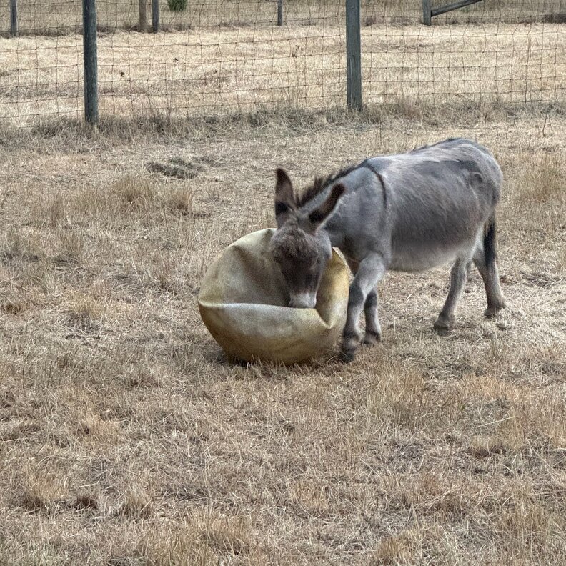 This Lonely Donkey's Beloved Ball Popped — Then Something Beautiful ...