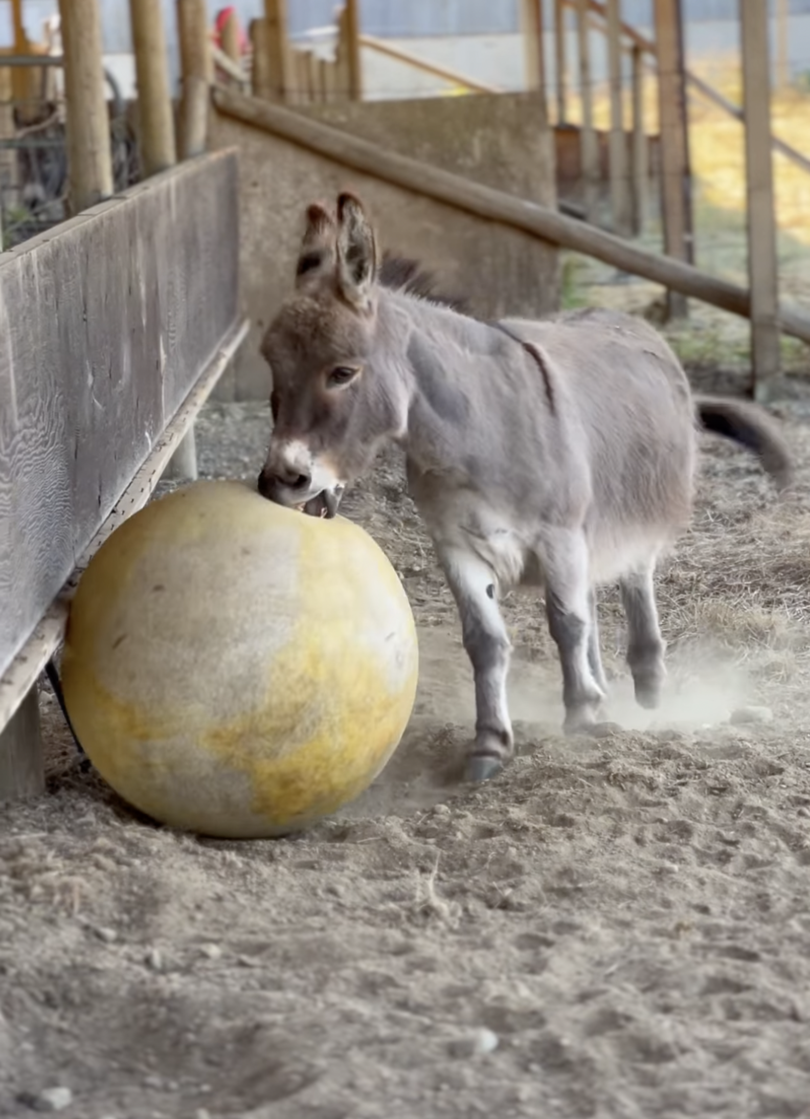 This Lonely Donkey's Beloved Ball Popped — Then Something Beautiful ...