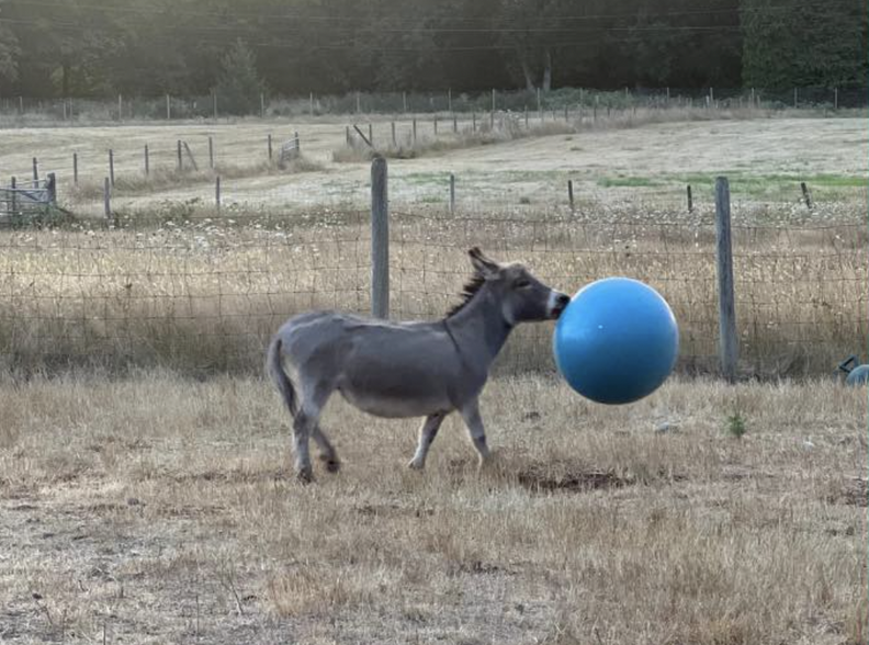 This Lonely Donkey's Beloved Ball Popped — Then Something Beautiful ...