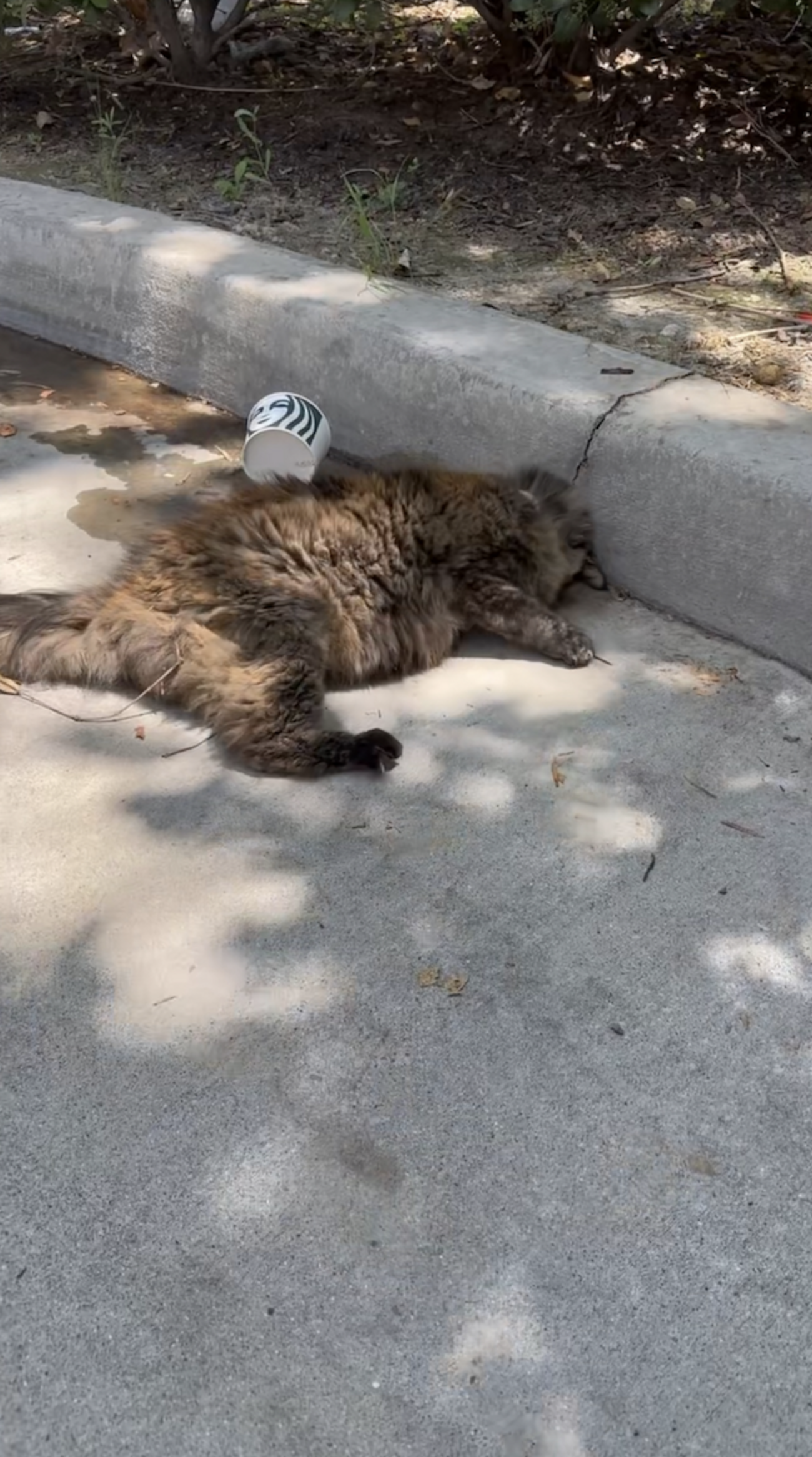 Terrified Cat In Starbucks Drive-Thru Has No Idea She’s About To Be ...