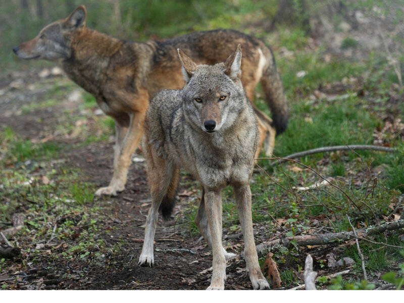 Wolf Conservation Center Sleeping With Wolves Experience in New York ...