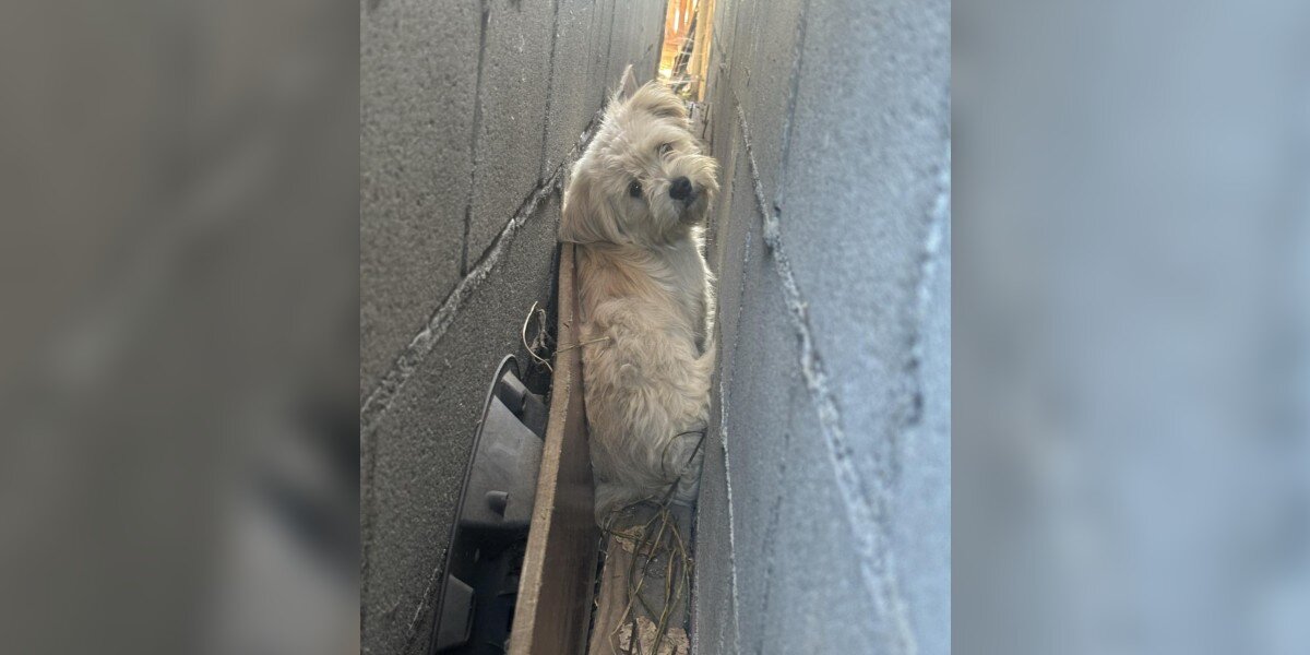 Neighbors Find Someone Fluffy Living In The Tiny Space Between Garage ...