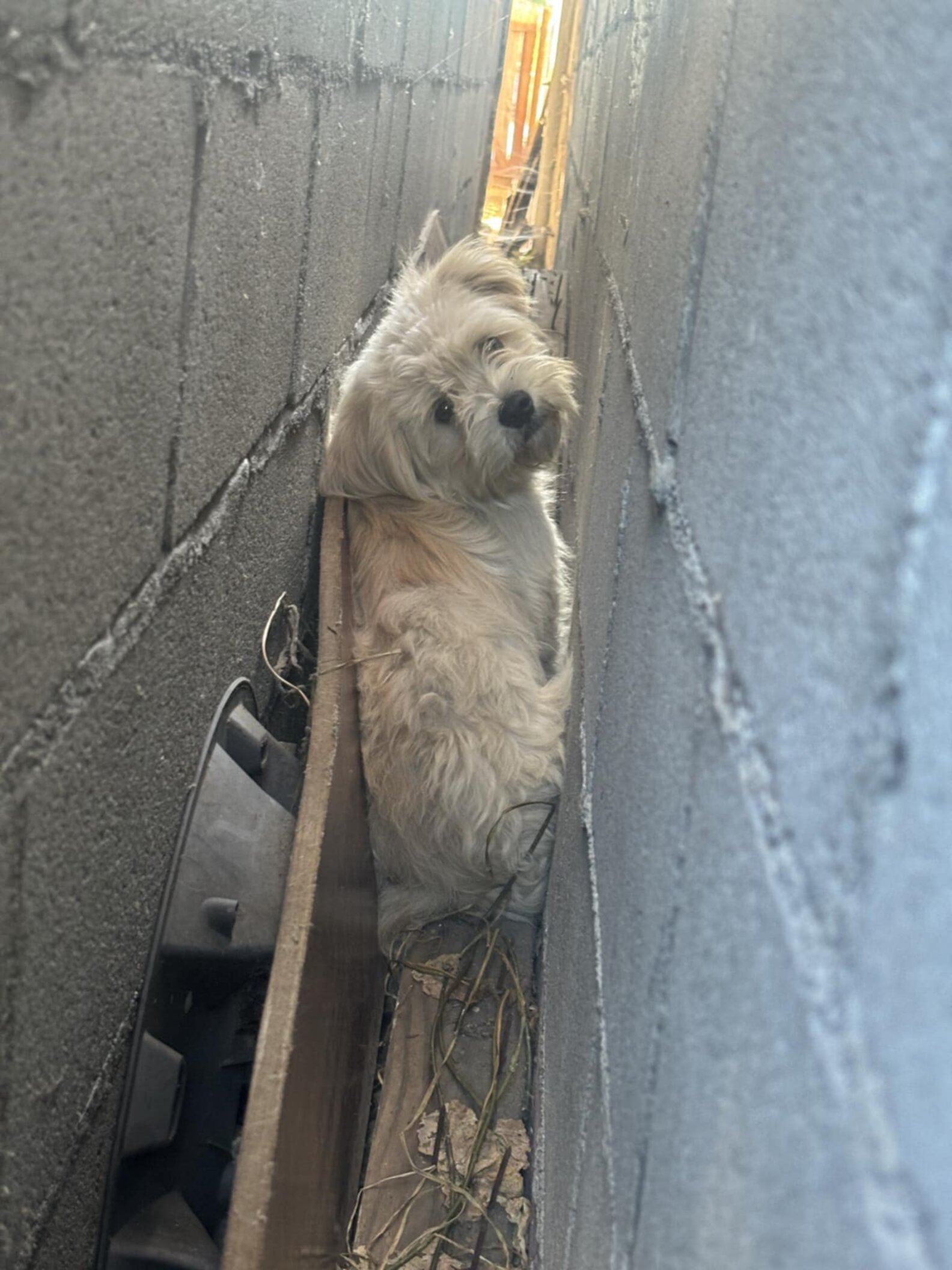 Neighbors Find Someone Fluffy Living In The Tiny Space Between Garage ...