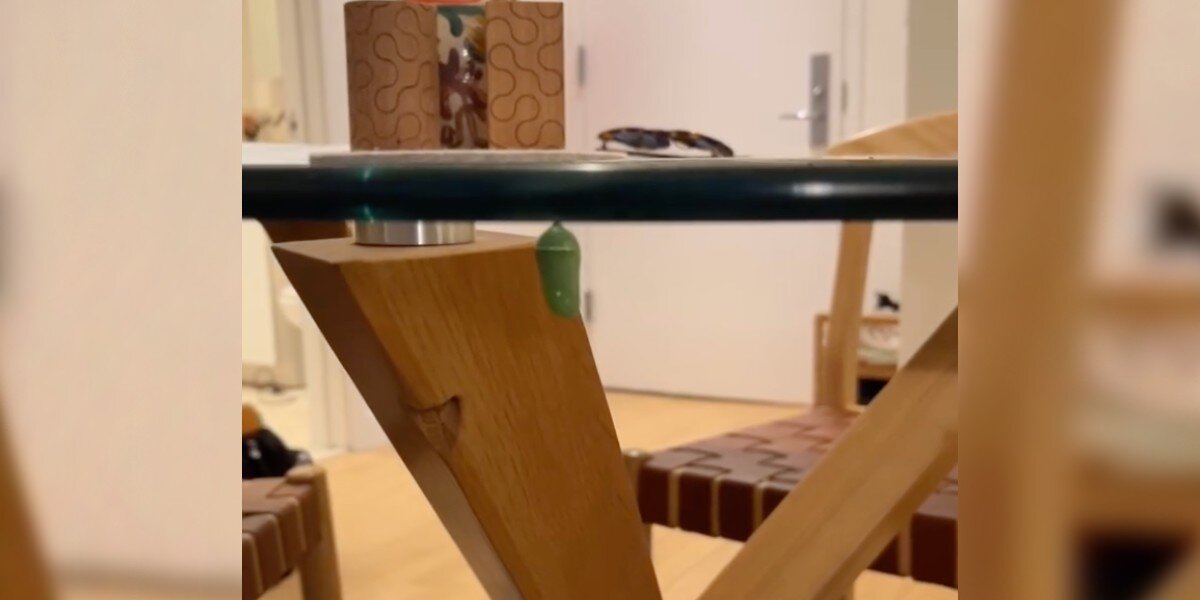 Couple Returns From Vacation To Find Something Beautiful Growing Under ...