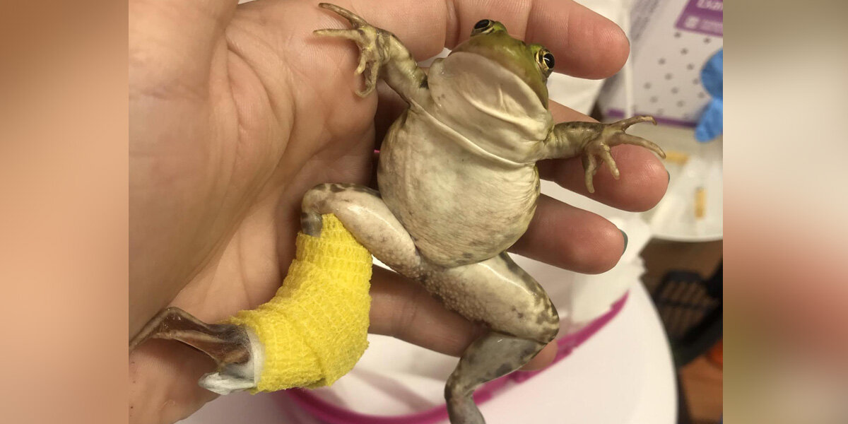 Hurt Frog On Roadside Learns What Happens When People Are Kind - The Dodo