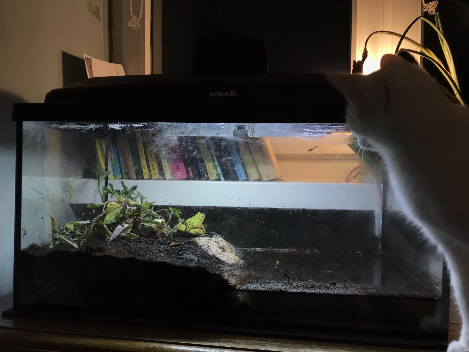 Hurt Frog On Roadside Learns What Happens When People Are Kind - The Dodo