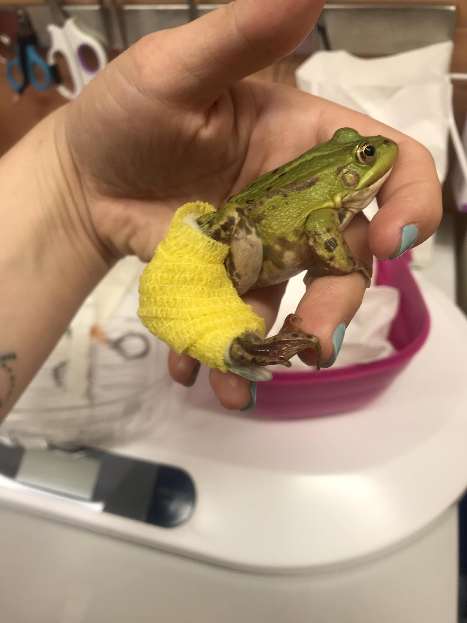 Hurt Frog On Roadside Learns What Happens When People Are Kind - The Dodo