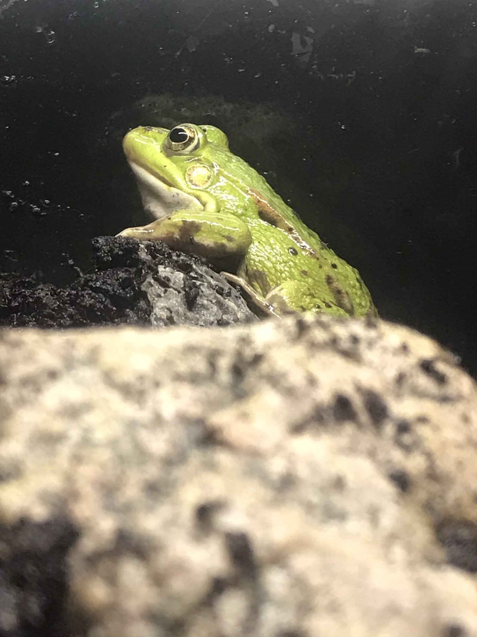 Hurt Frog On Roadside Learns What Happens When People Are Kind - The Dodo