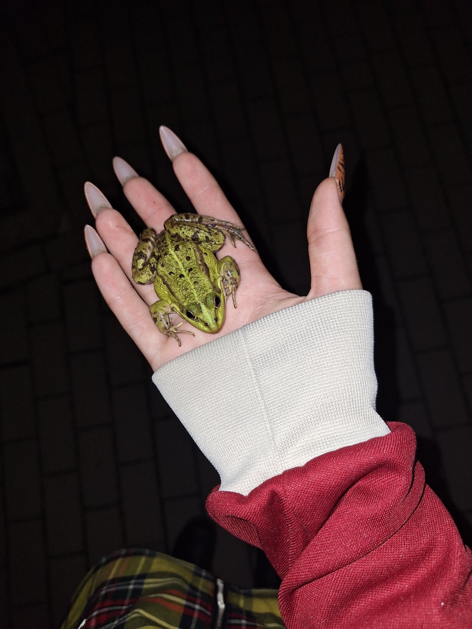 Hurt Frog On Roadside Learns What Happens When People Are Kind - The Dodo