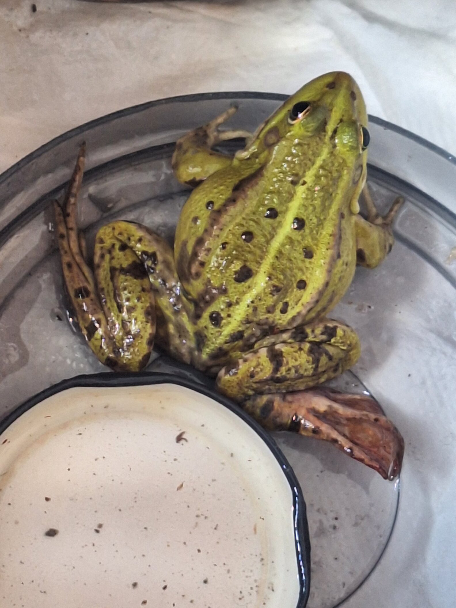 Hurt Frog On Roadside Learns What Happens When People Are Kind - The Dodo