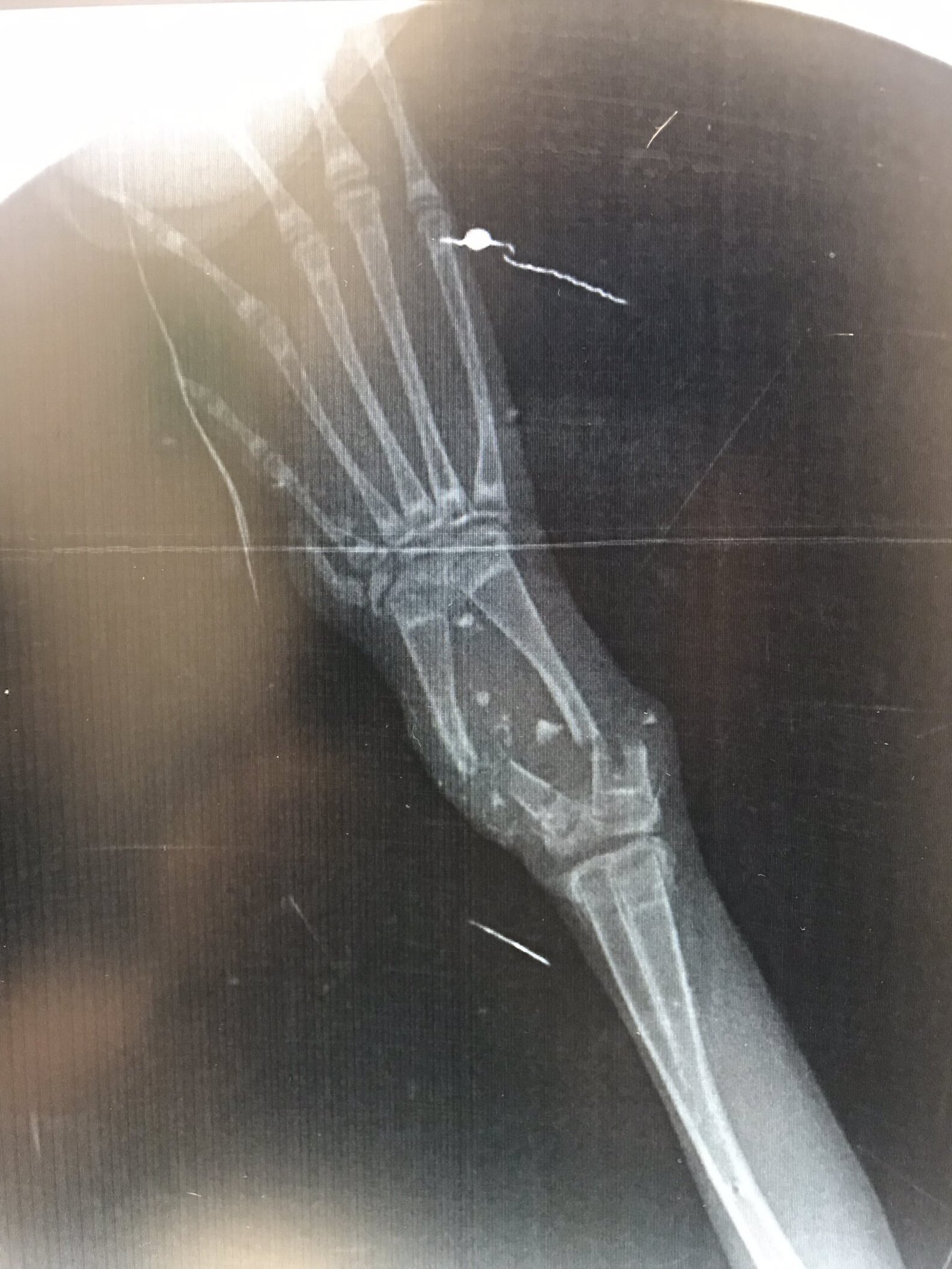 Hurt Frog On Roadside Learns What Happens When People Are Kind - The Dodo