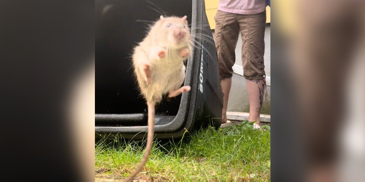 Rat Stuck In Trash Can Overreacts When He's Finally Set Free - The Dodo