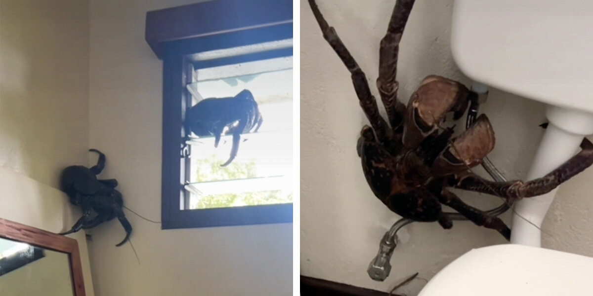 Surprise Visitors Occupy Unsuspecting Person's Bathroom - The Dodo