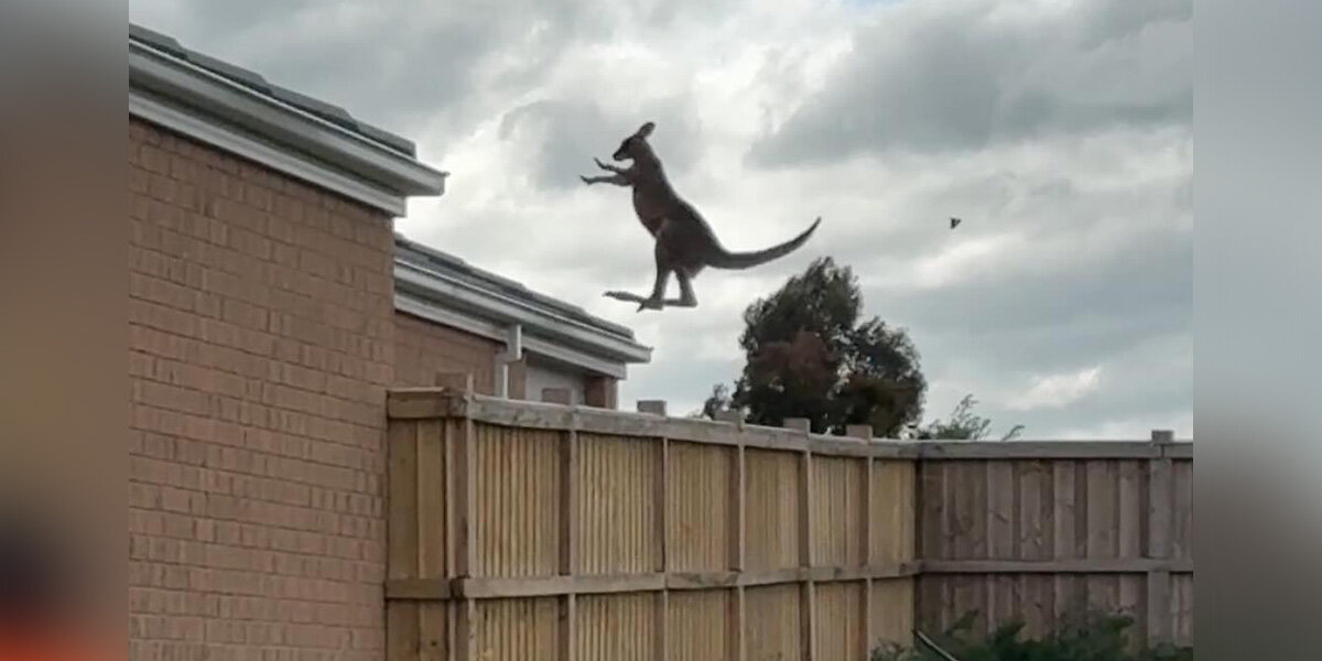 Kangaroo's Epic 'Double Jump' Caught On Video - The Dodo