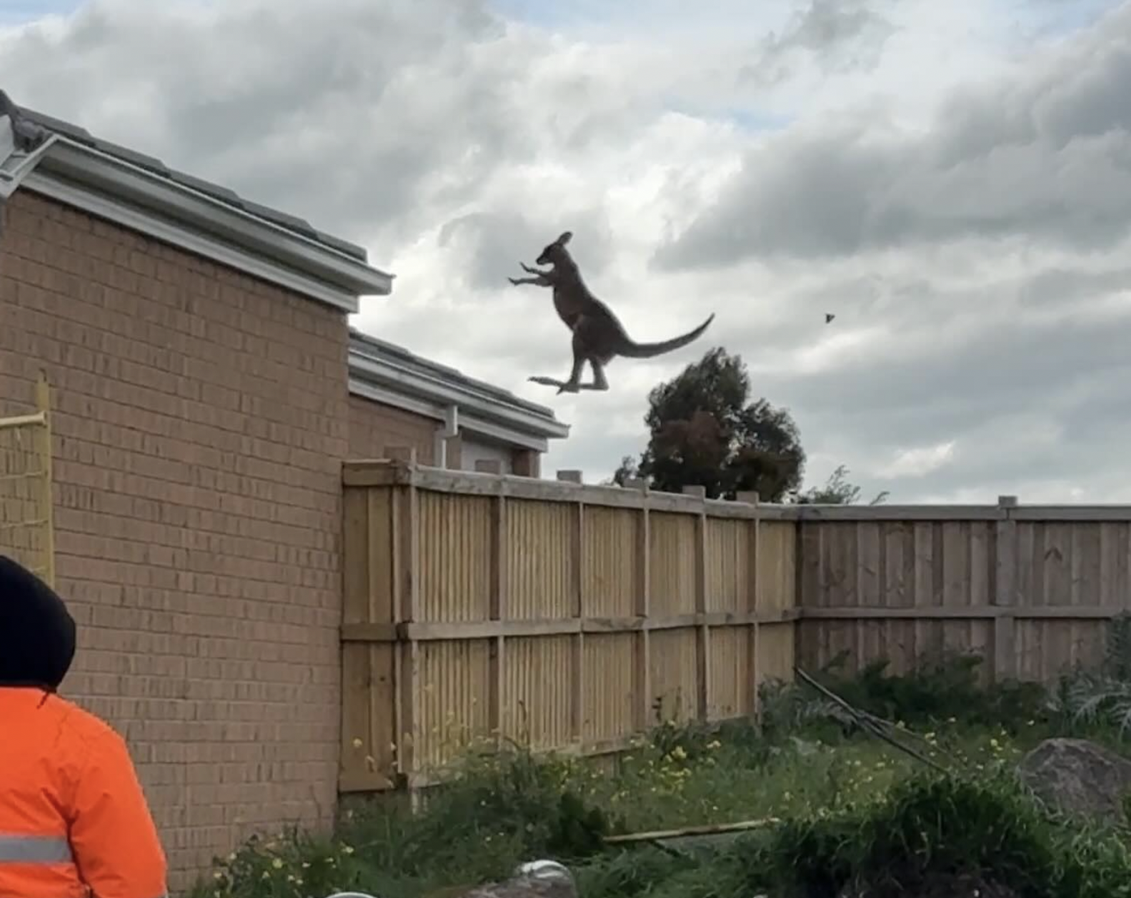 Kangaroo's Epic 'Double Jump' Caught On Video - The Dodo