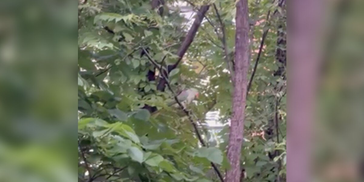 'Well-Camouflaged' Animal Hiding In Trees Calls Out To Woman For Help ...