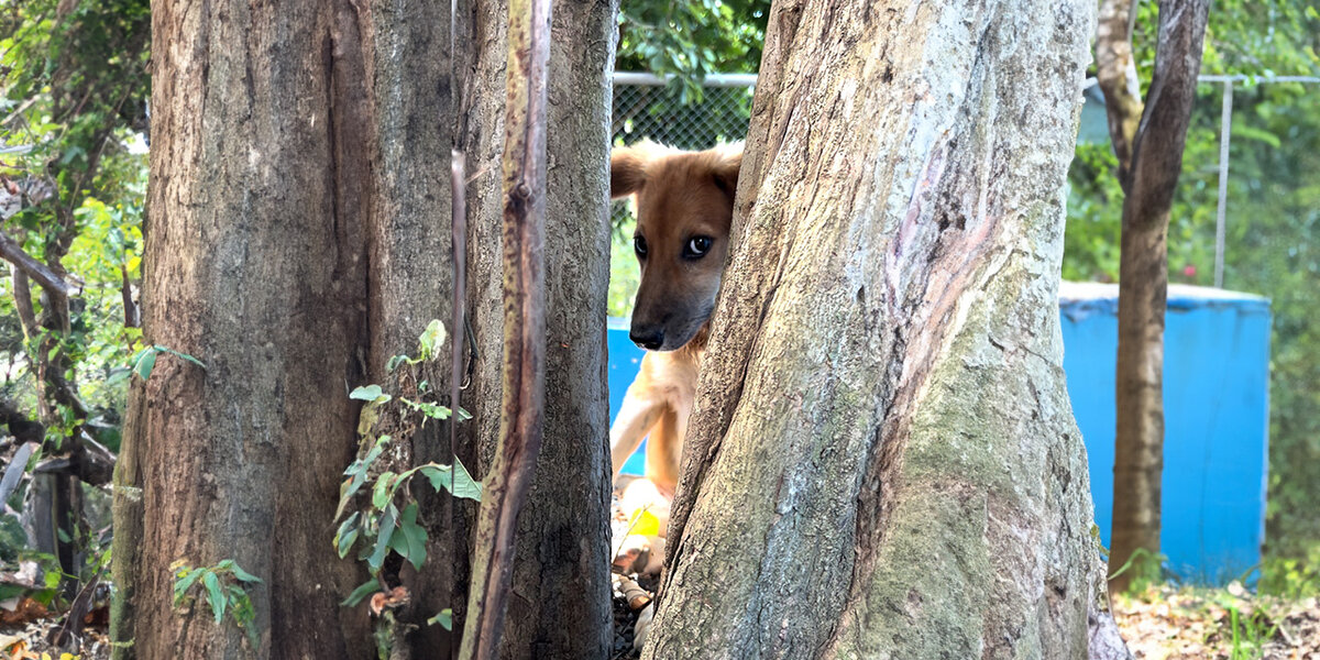 Feral Puppies Won't Let People Near Them Until... 💖 - Videos - The Dodo