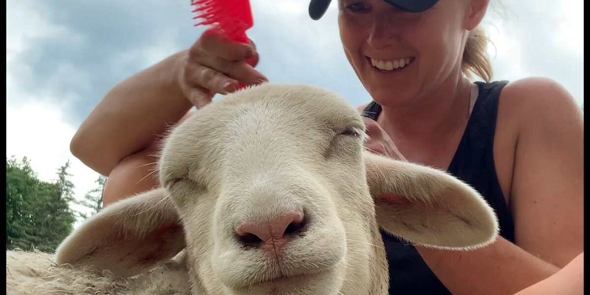 This Perfect Creature Is A Velcro Lamb - Videos - The Dodo