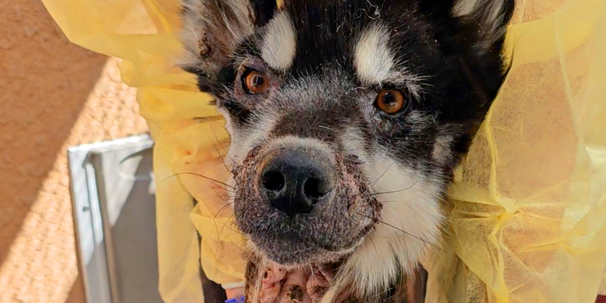 Watch Him Transform Into The Most Gorgeous Husky - Videos - The Dodo