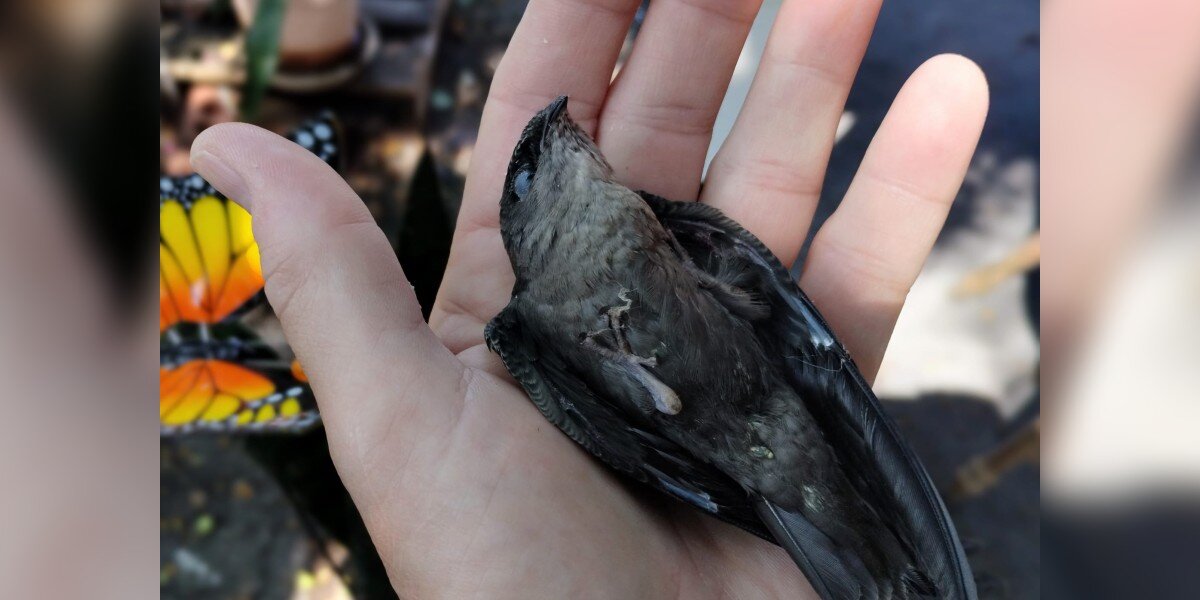 Woman Crying Over 'Dead Bird' Suddenly Realizes She's Being Tricked ...
