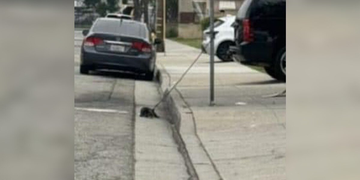 Scruffy Puppy Left Tied To A Pole Waits All Night For Someone To Find ...