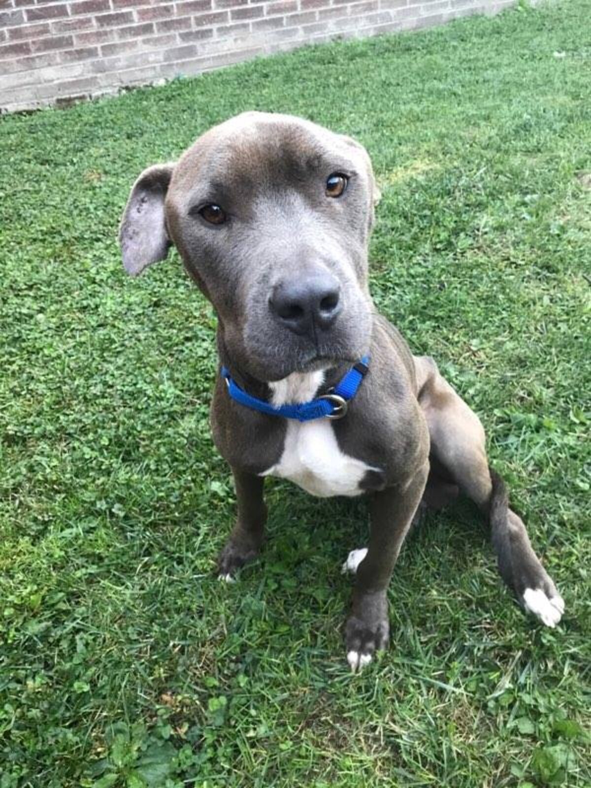 Woman Sees Sweet Animal Sleeping In A Garbage Pile And It Breaks Her ...