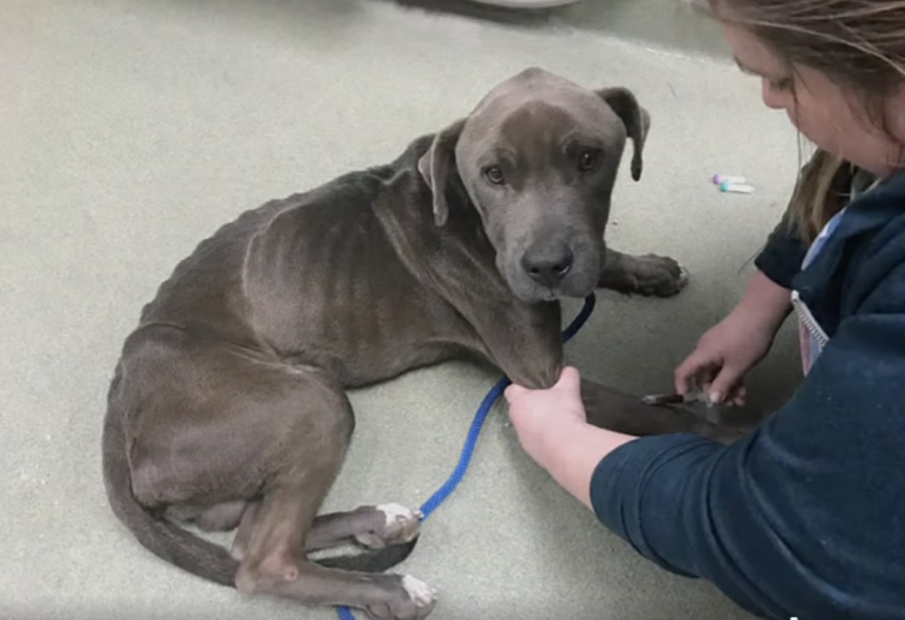 Woman Sees Sweet Animal Sleeping In A Garbage Pile And It Breaks Her ...