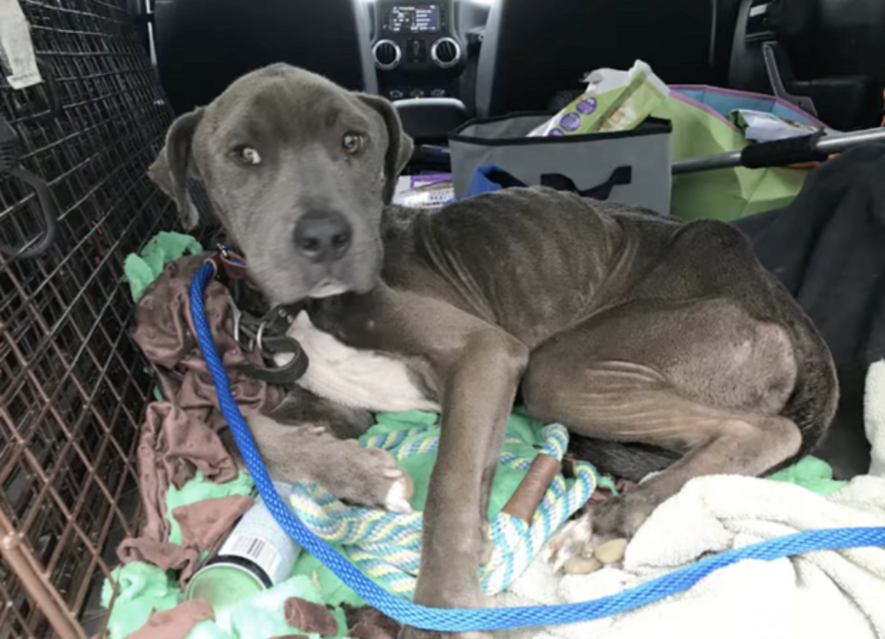 Woman Sees Sweet Animal Sleeping In A Garbage Pile And It Breaks Her ...