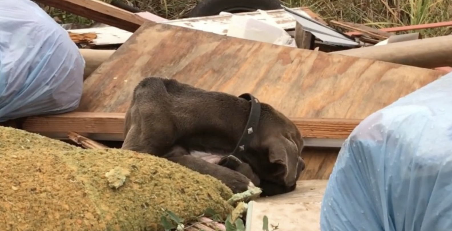Woman Sees Sweet Animal Sleeping In A Garbage Pile And It Breaks Her ...
