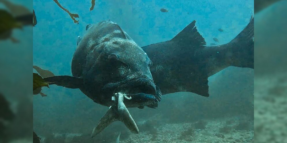Giant Sea Fish