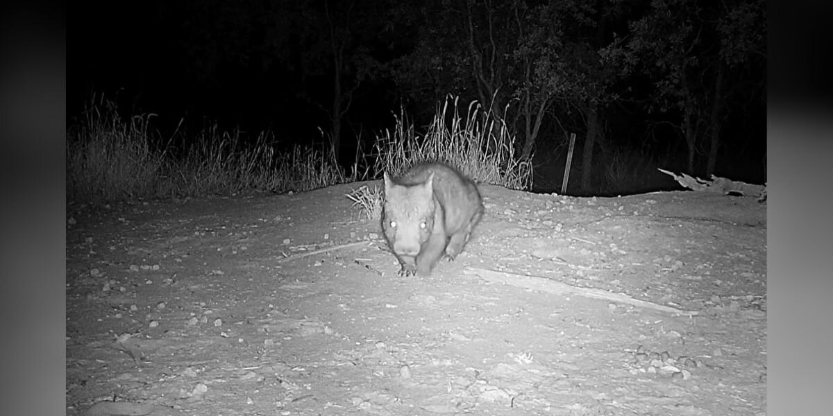 Man Is Ecstatic To Catch One Of Australia’s Rarest Animals Hidden ...