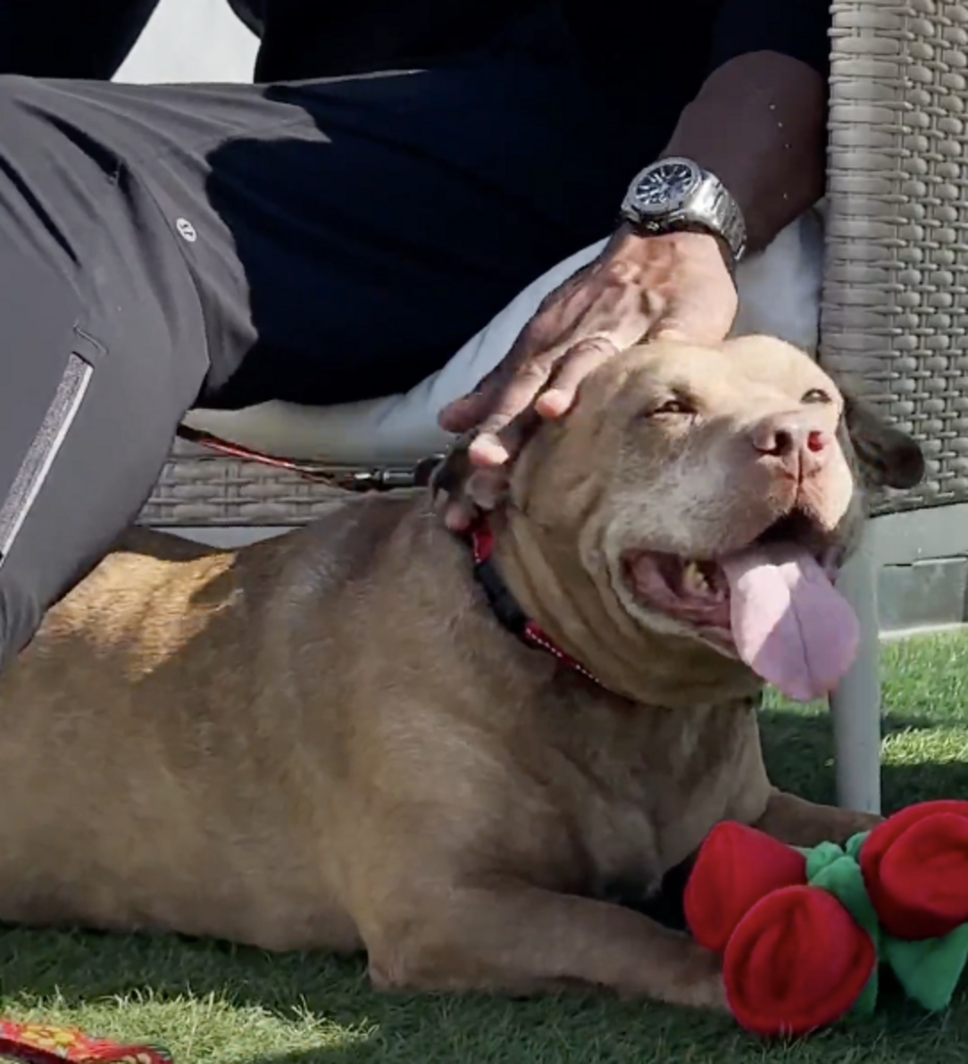 Terry Crews Does Very Special Workout With His Adorable Dodo Dream Date ...