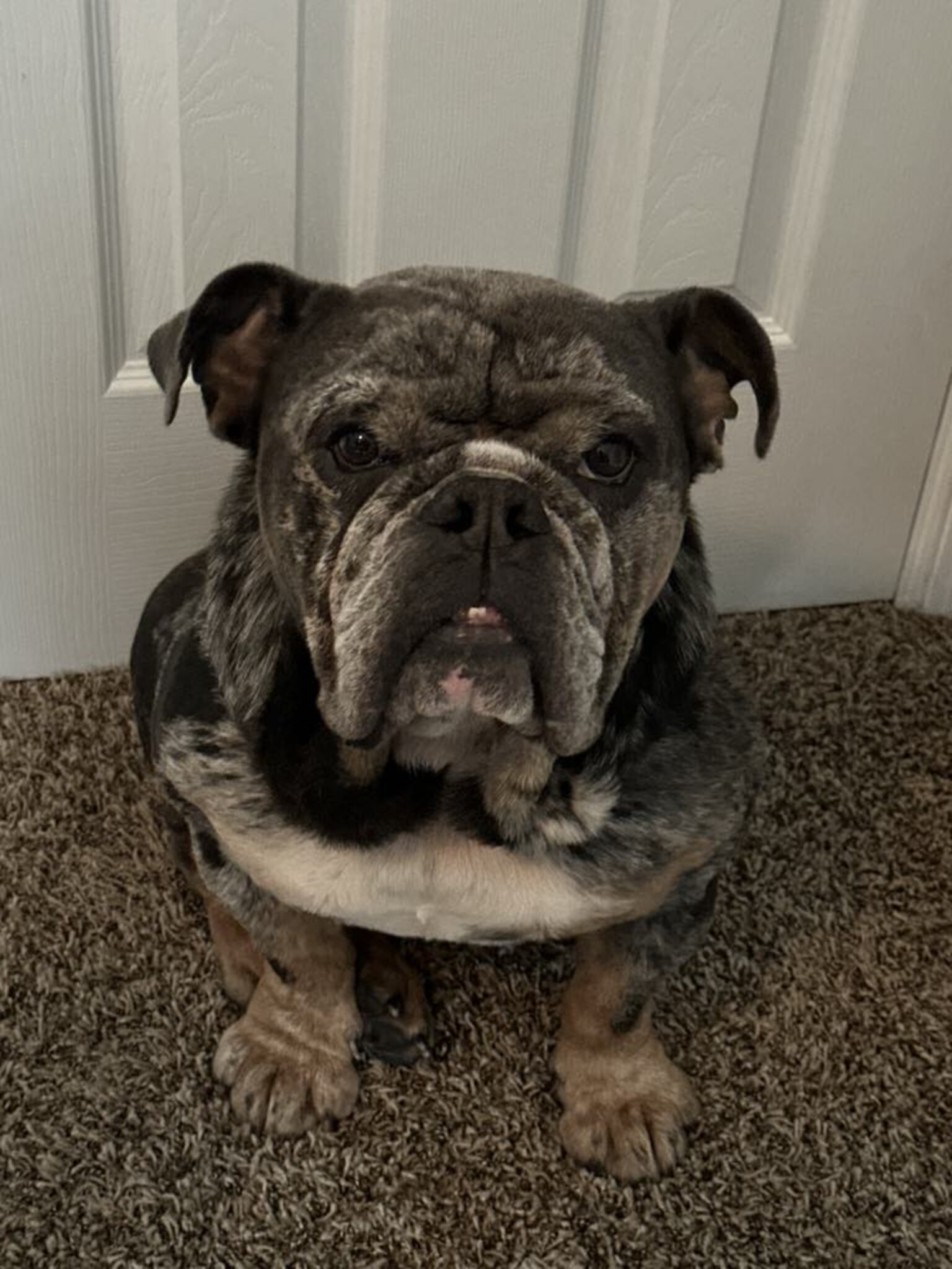 Bulldog Tied To Fire Hydrant On Dead-End Street Hopes Someone Will ...