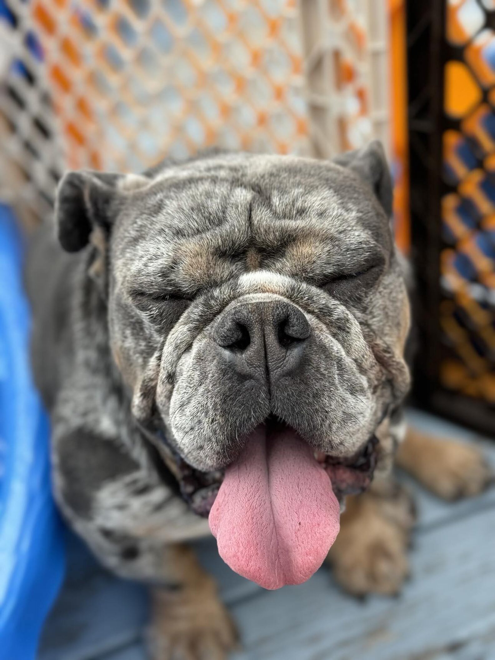 Bulldog Tied To Fire Hydrant On Dead-End Street Hopes Someone Will ...